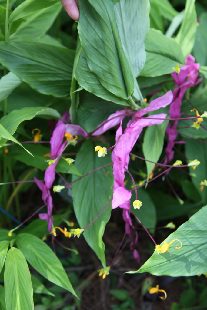 Globba Lavender Dragon - Gingerwood Nursery